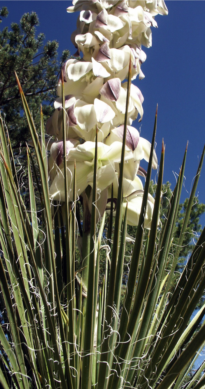 Friends of the Library - Questa Public Library